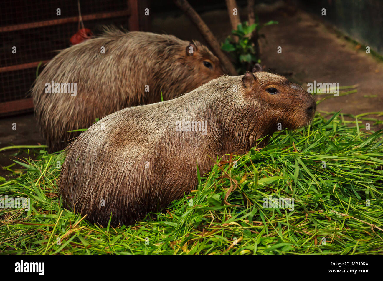 A capybara is the largest rodent in the world, closely related to ...