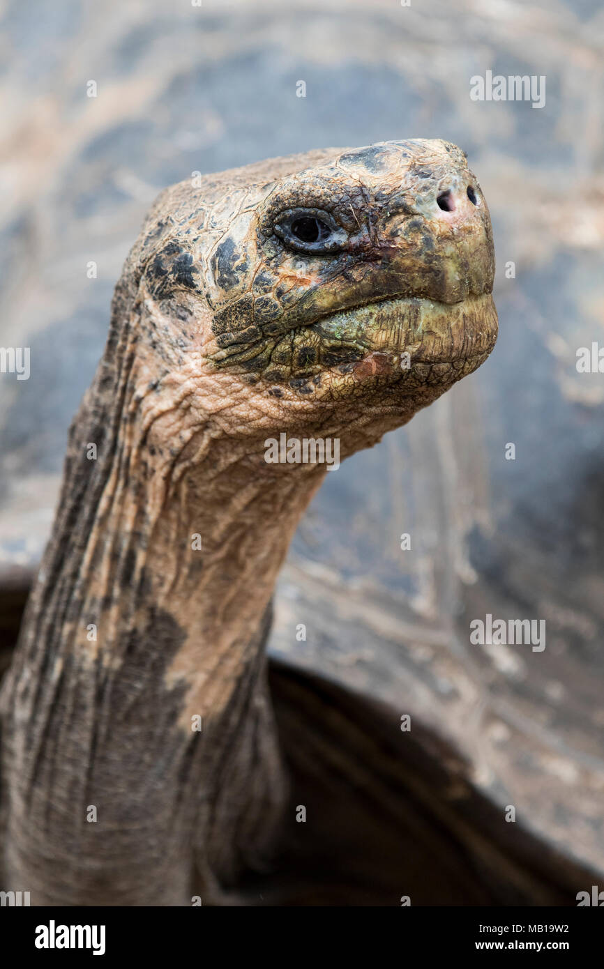 Giant tortoise, Santa Cruz Island, Galapagos Islands, Ecuador Stock ...