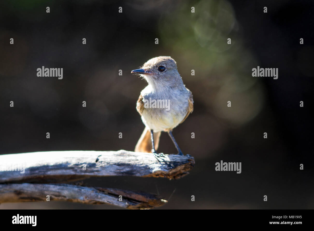 Galapagos Flycatcher (Myiarchus magnirostris), Espumilla beach ...