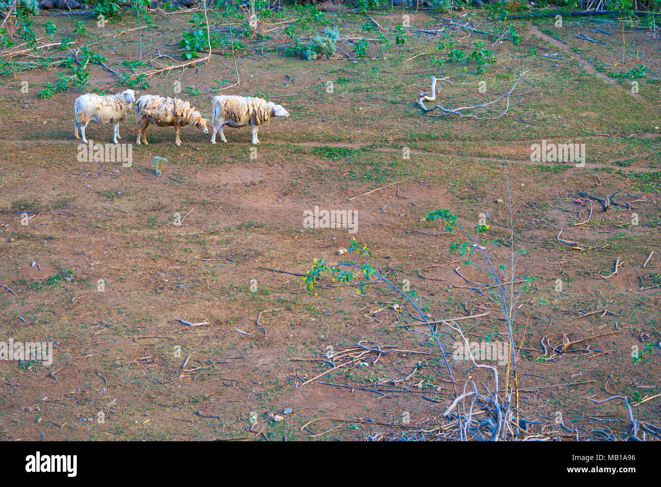 Sheep family on a willow Stock Photo - Alamy