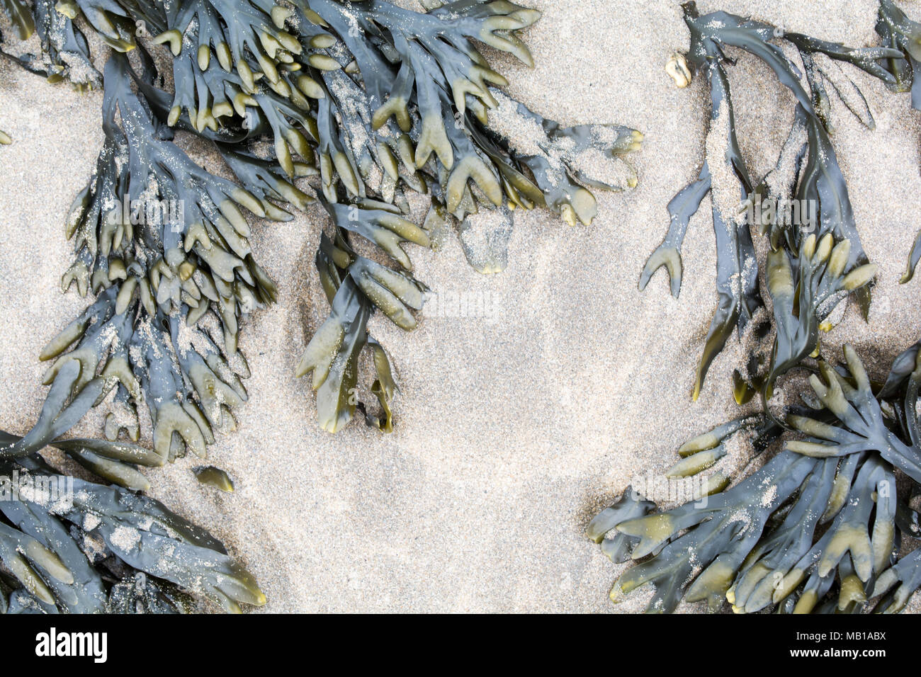 Brown seaweed on the shore of a beach Stock Photo - Alamy