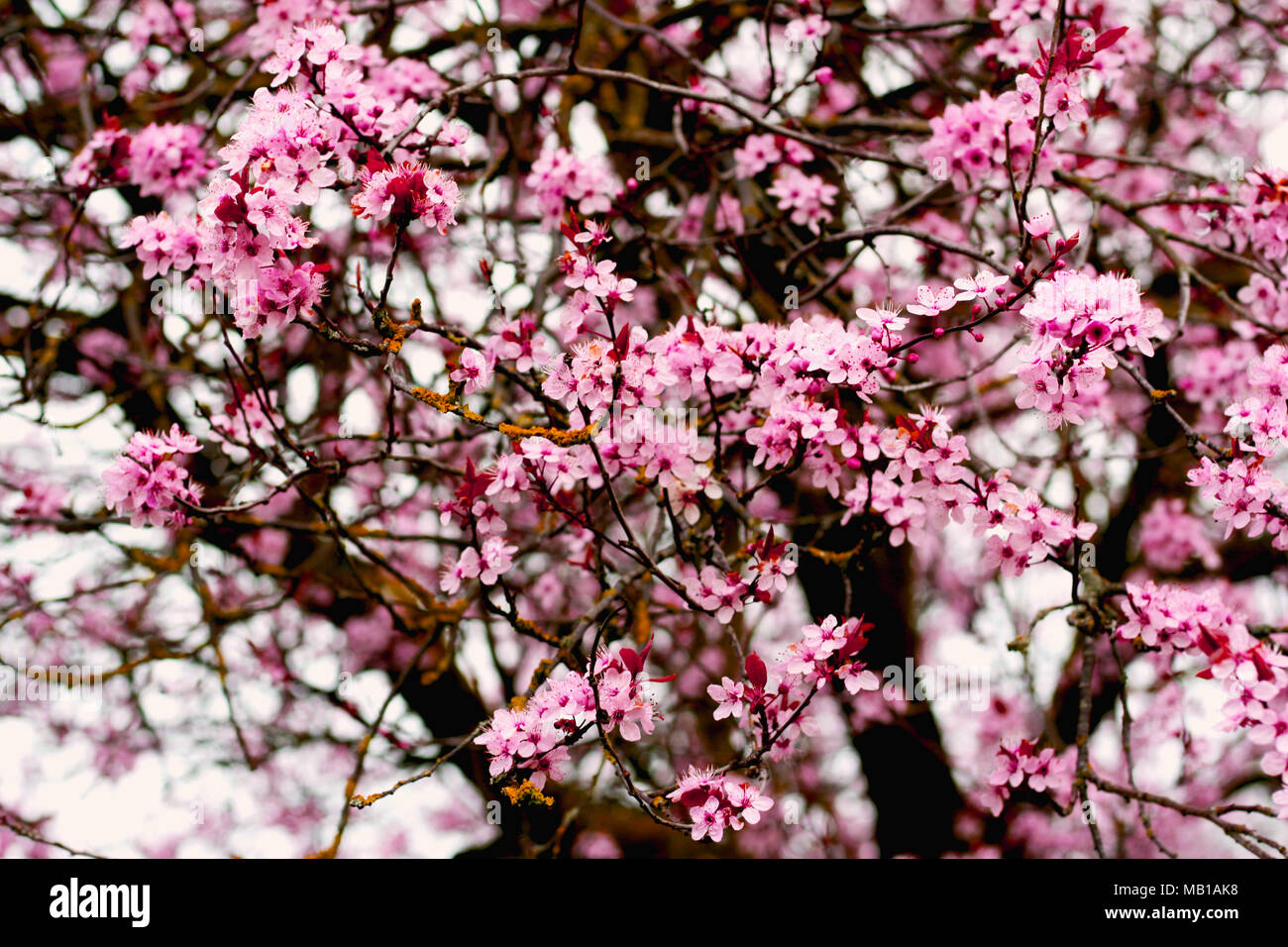 Pink tree blossom Stock Photo - Alamy