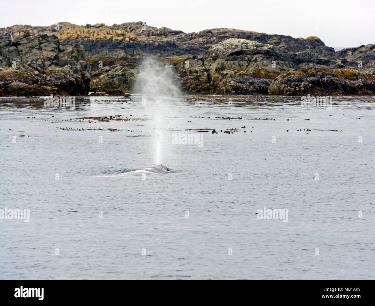 Animal spouting hi-res stock photography and images - Alamy