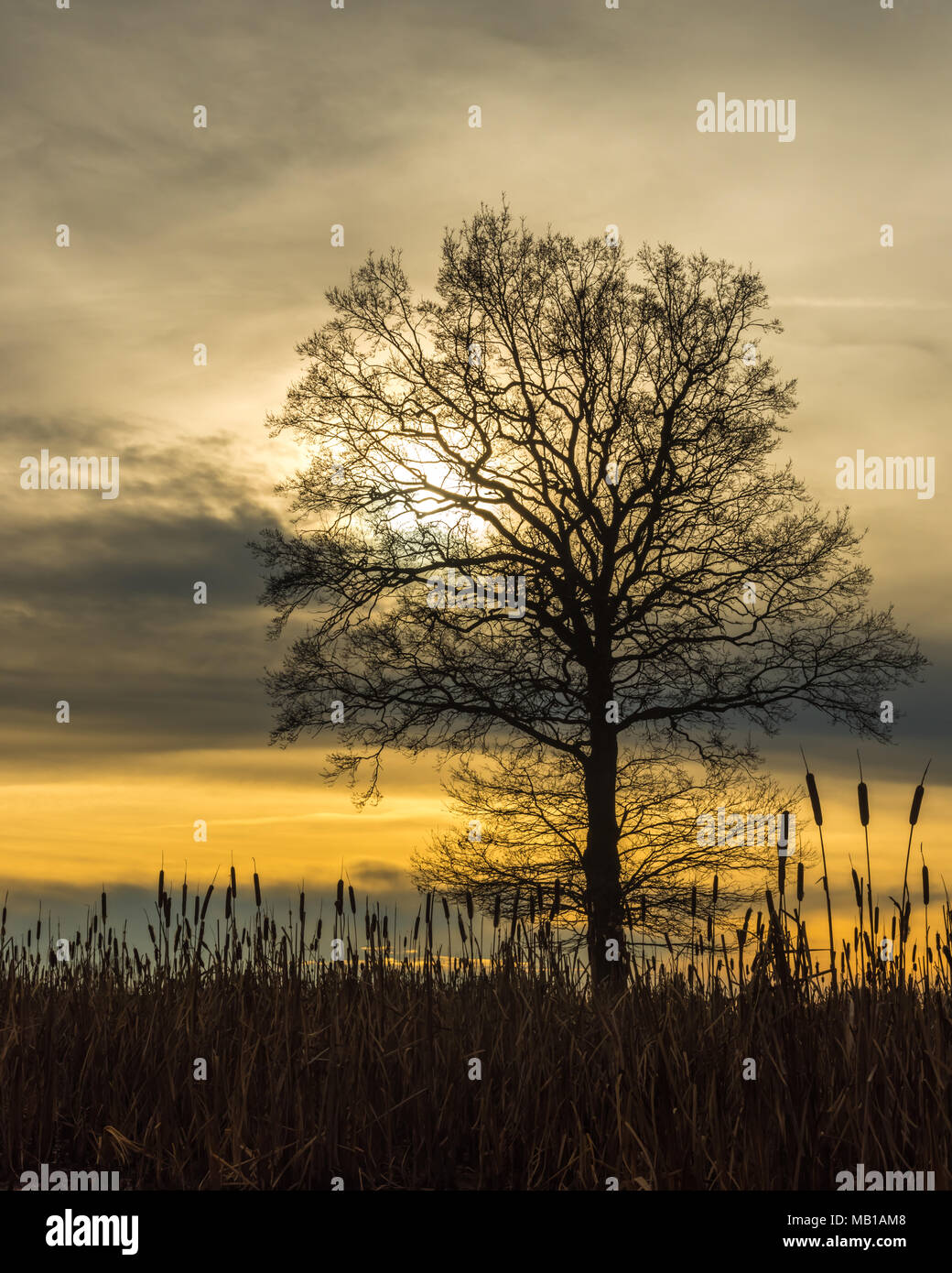 Gold reeds hi-res stock photography and images - Alamy