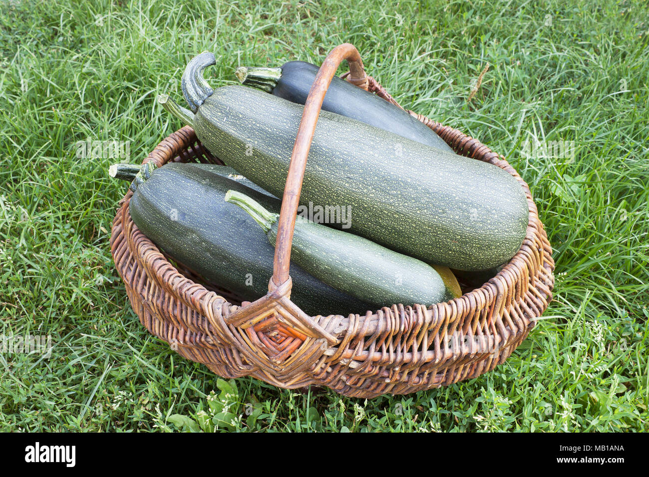 Four large courgettes lie in a basket Stock Photo - Alamy