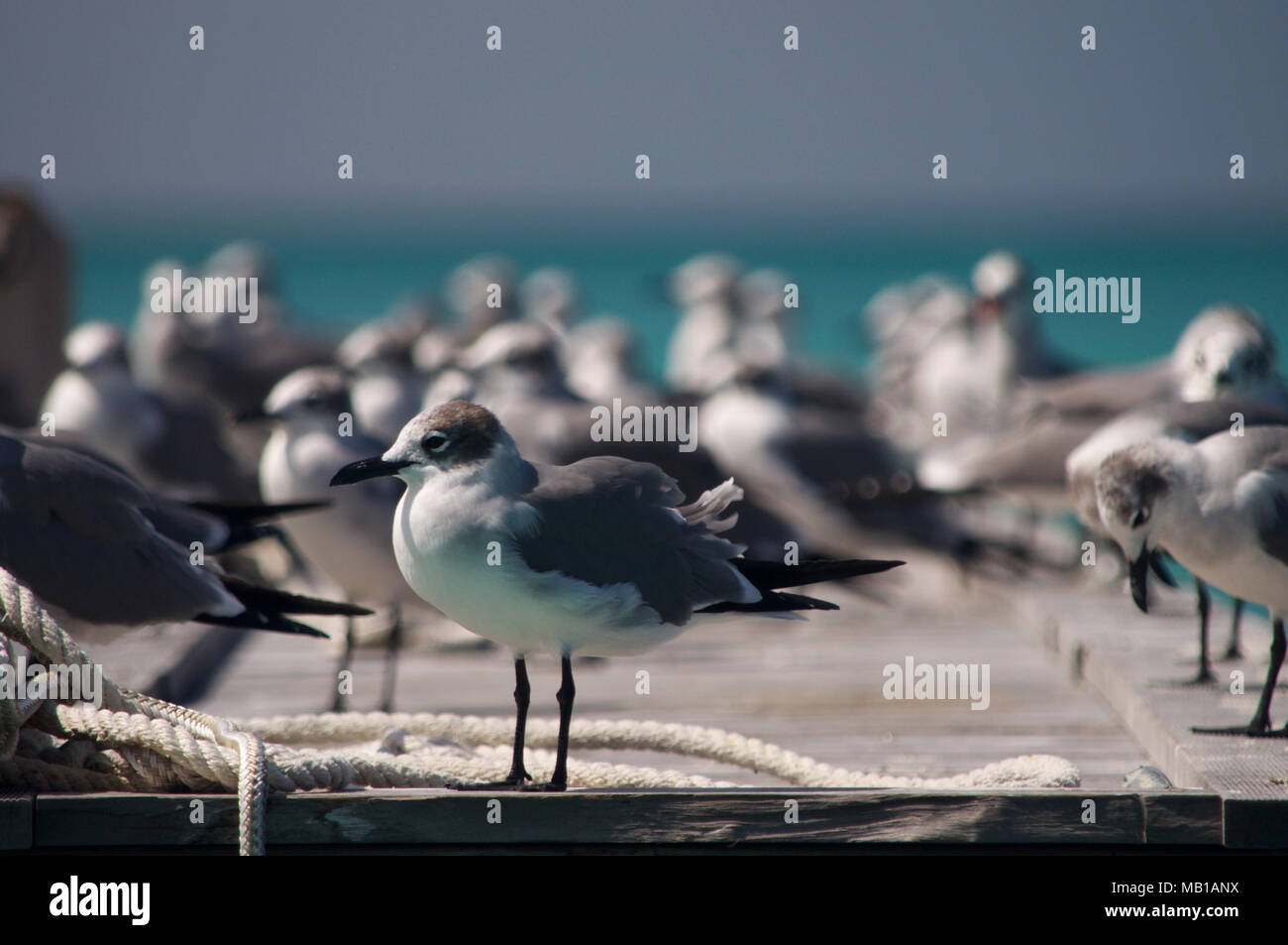 Marine conservacion hi-res stock photography and images - Alamy