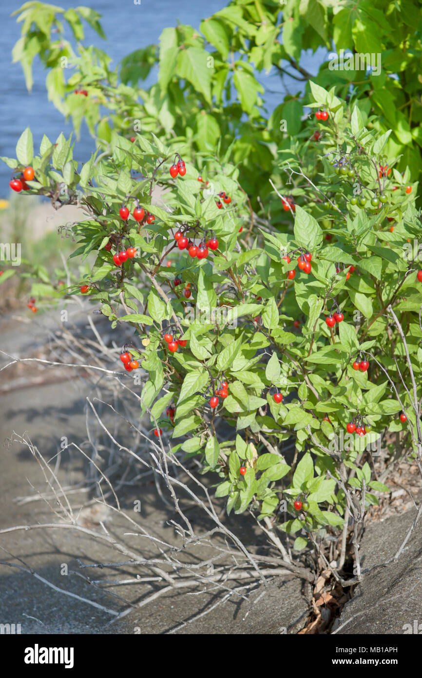 Nightshade bush hi-res stock photography and images - Alamy