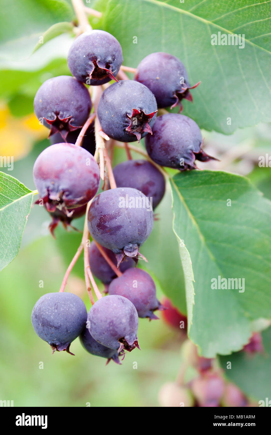Shadberry berries in the garden are ripe in July Stock Photo - Alamy