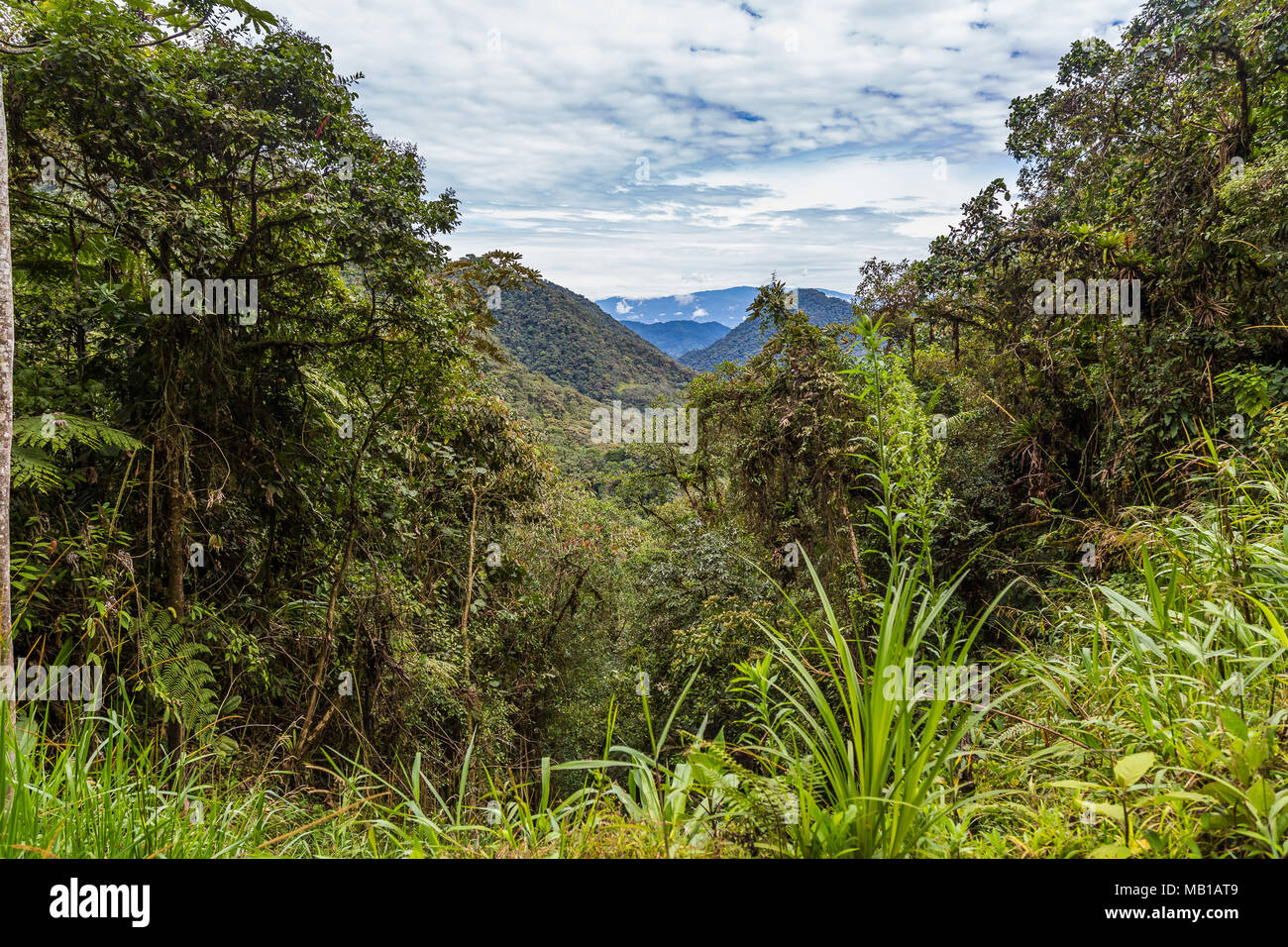 Quito rain forest hi-res stock photography and images - Alamy