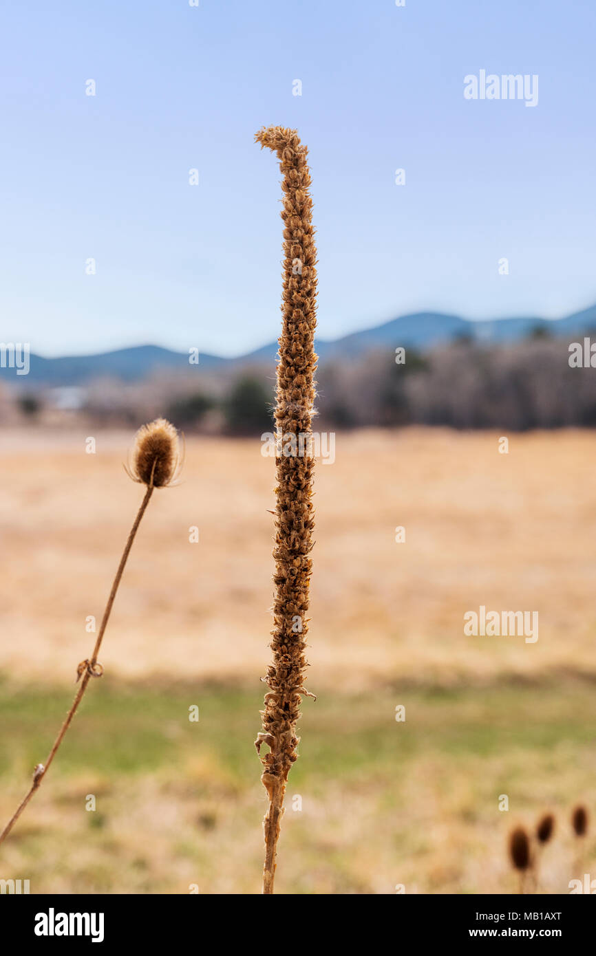 Beautiful mullein plant on hi-res stock photography and images - Alamy
