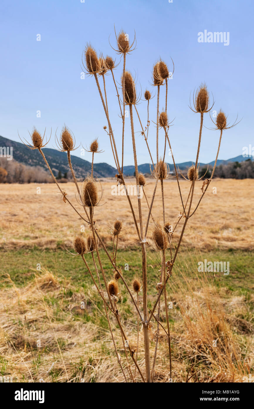 Cattails hi-res stock photography and images - Alamy