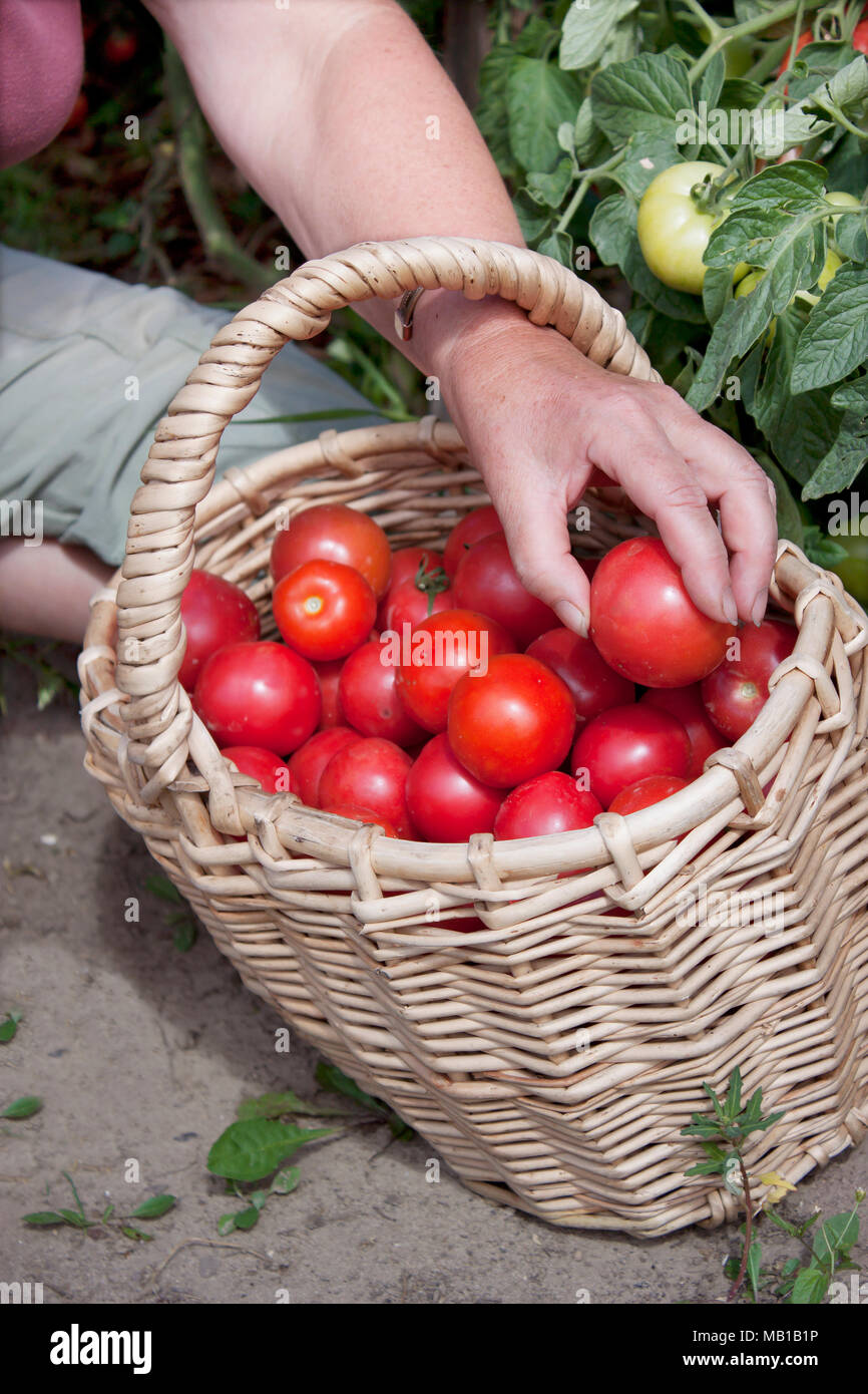 Plentiful fructification of tomatoes on a plantation of an open ground ...