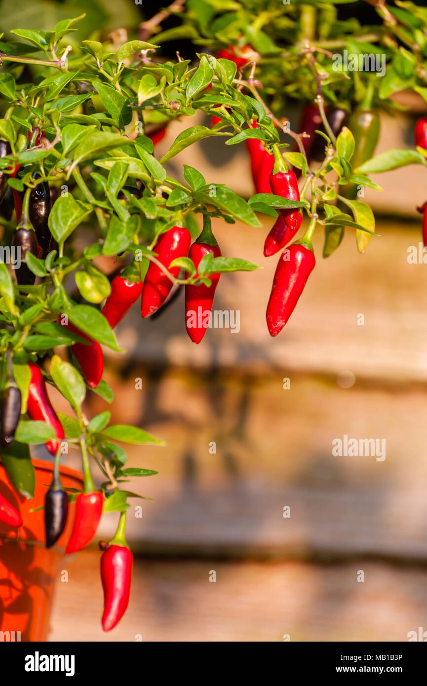 Chilli plant hi-res stock photography and images - Alamy