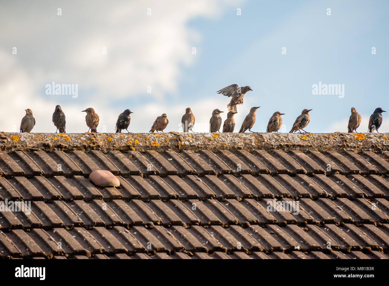 Make Space. A Starling flies in to roost on a roof ridge about to land ...