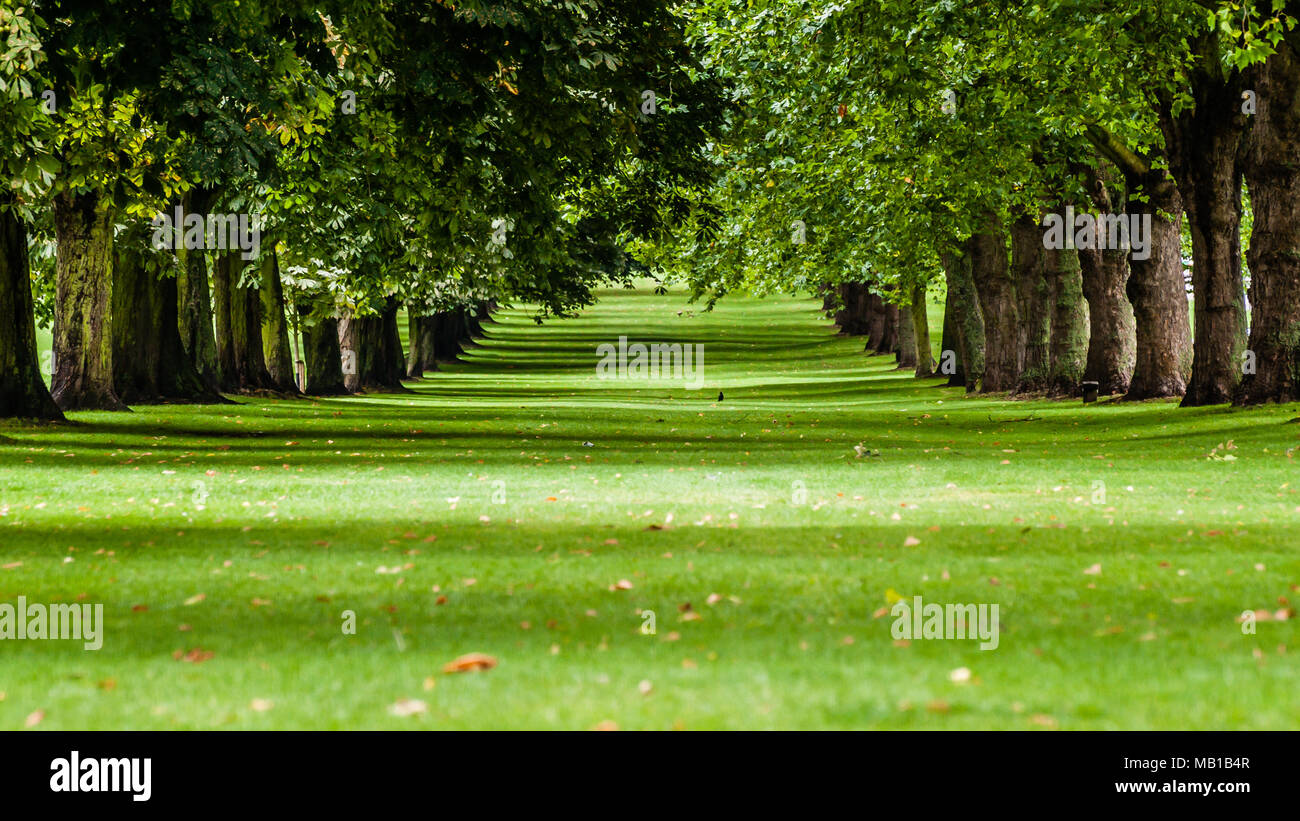 Avenue of trees on The Long Walk in Windsor Great Park, Berkshire ...