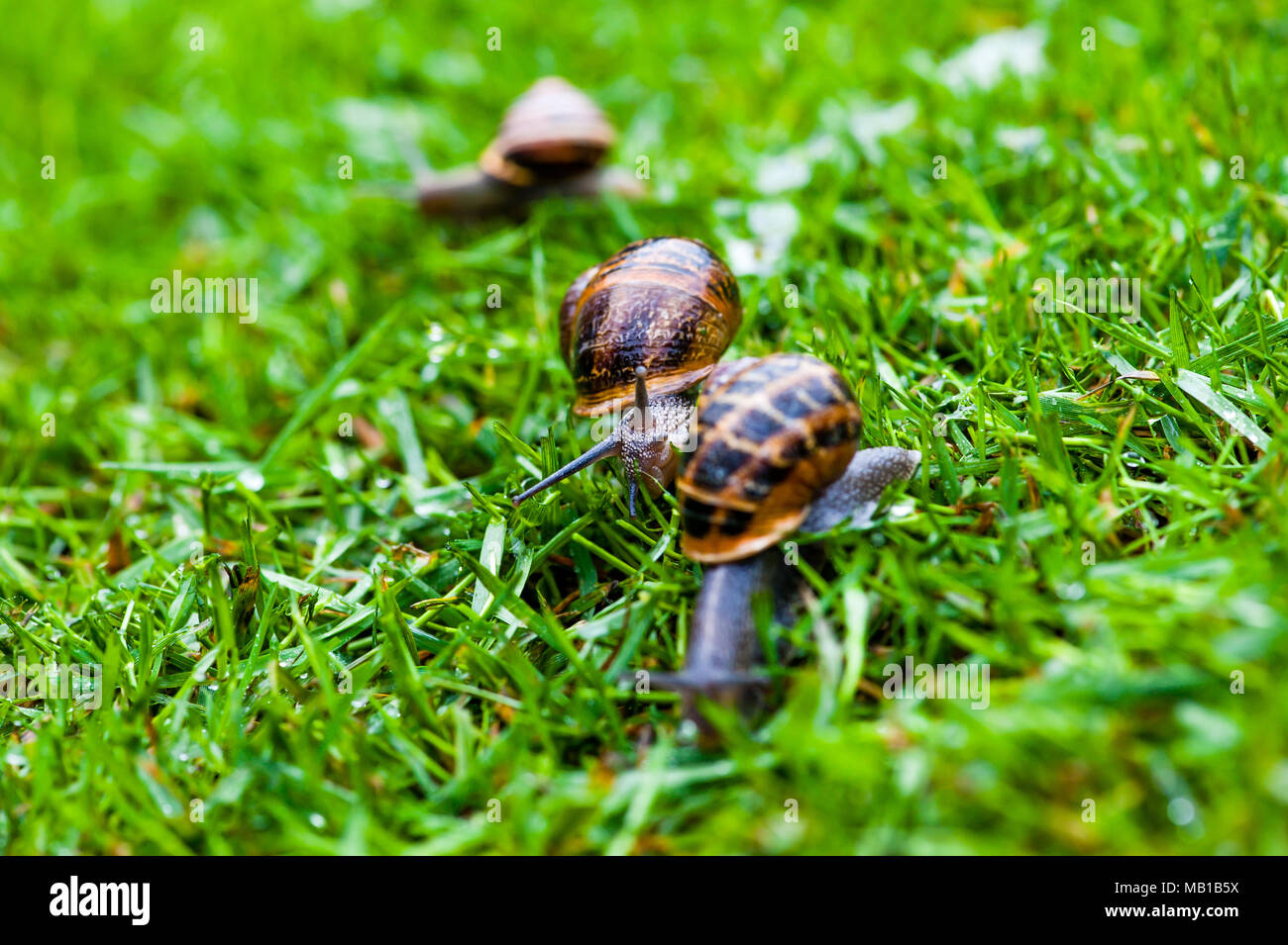 Garden snails crawling across wet garden grass Stock Photo - Alamy