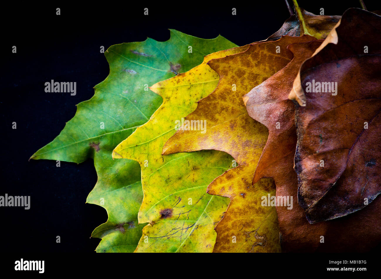 Decaying tree leaves hi-res stock photography and images - Alamy
