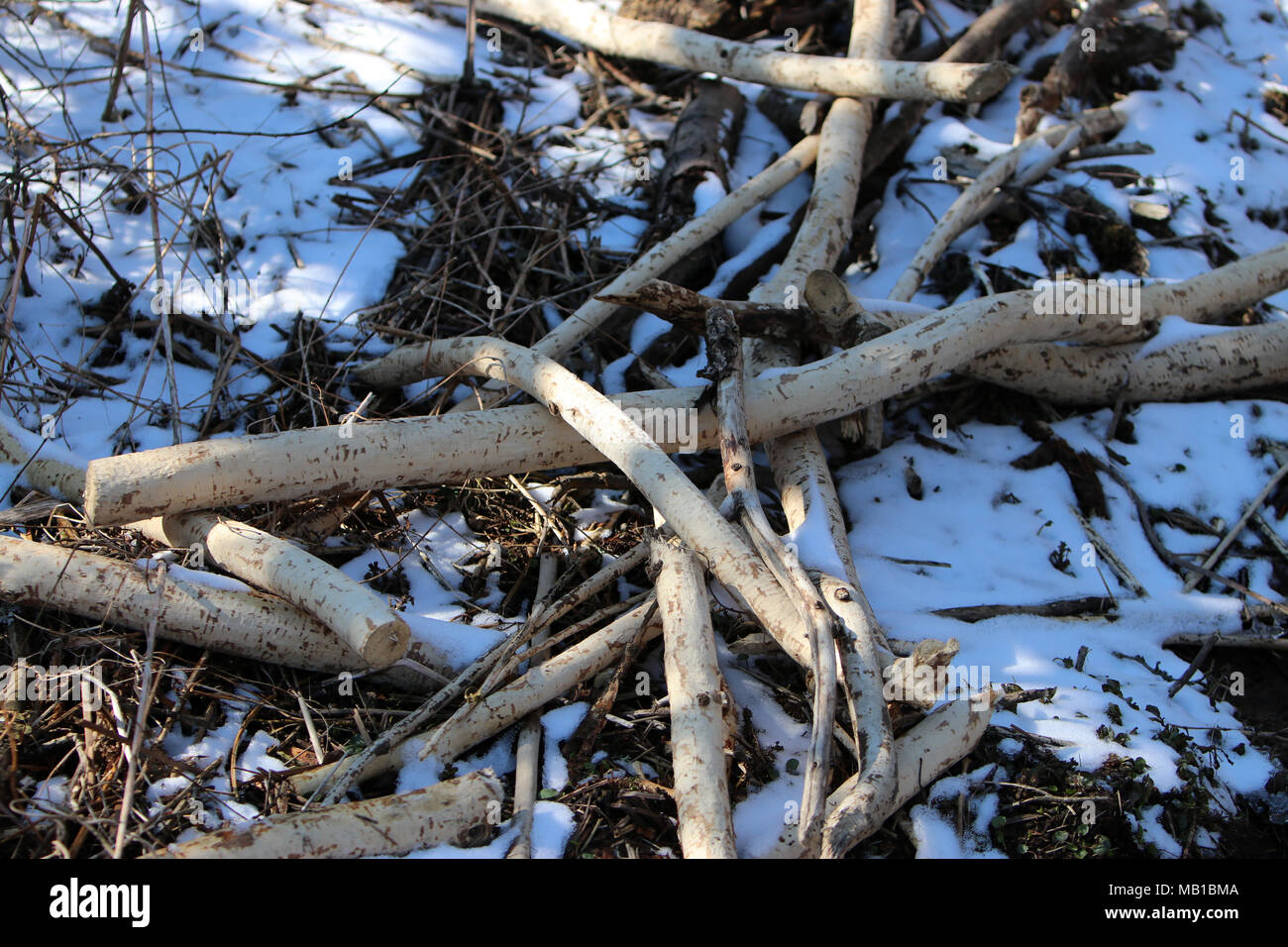 Bavarian needle forest in winter and aFrozen brook in winter in Bavaria ...