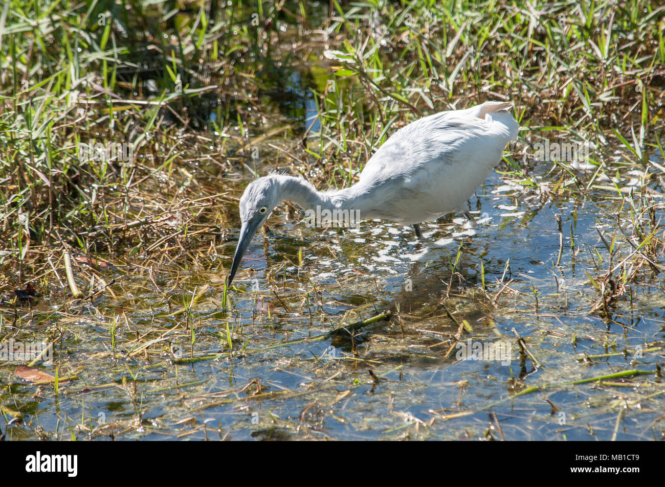 An immature little blue heron hi-res stock photography and images - Alamy