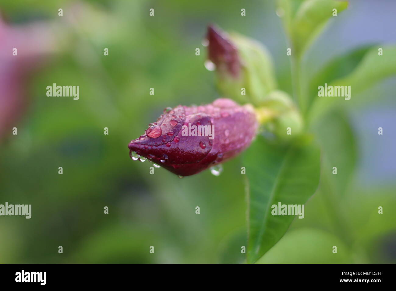 Rebel flower hi-res stock photography and images - Alamy