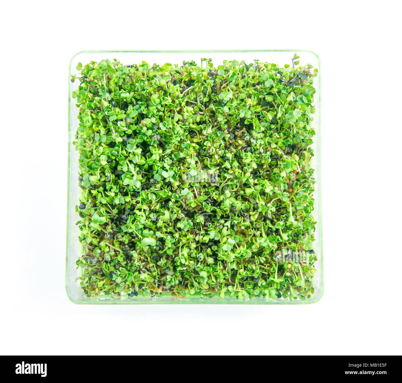 Kohlrabi microgreen Cut Out Stock Images & Pictures - Alamy