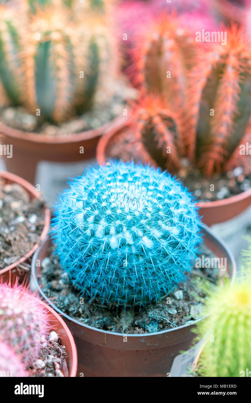 Collection of multi-colored cactuses Stock Photo - Alamy