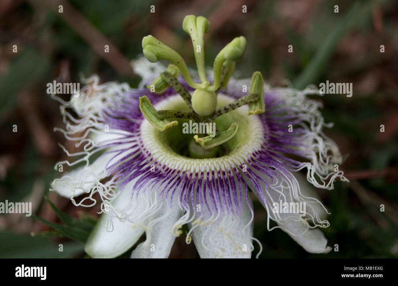 Close up of a passiflora incarnatus Stock Photo - Alamy