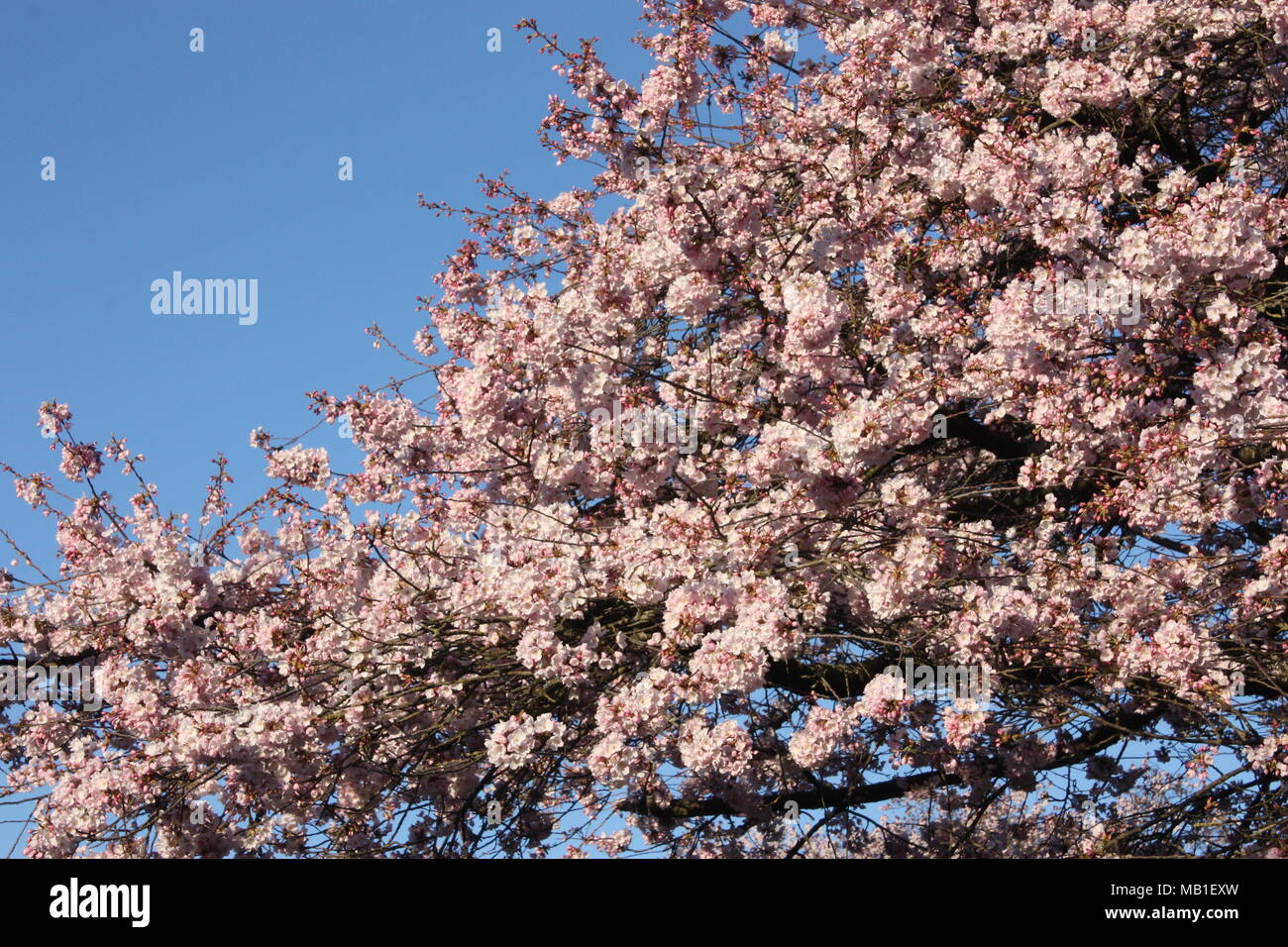Best parks to see cherry blossoms hi-res stock photography and images ...