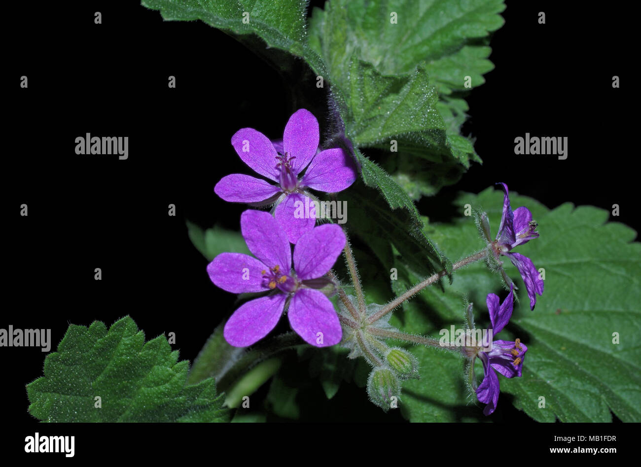 Wild geranium flowering (geranium molle) close-up Stock Photo - Alamy