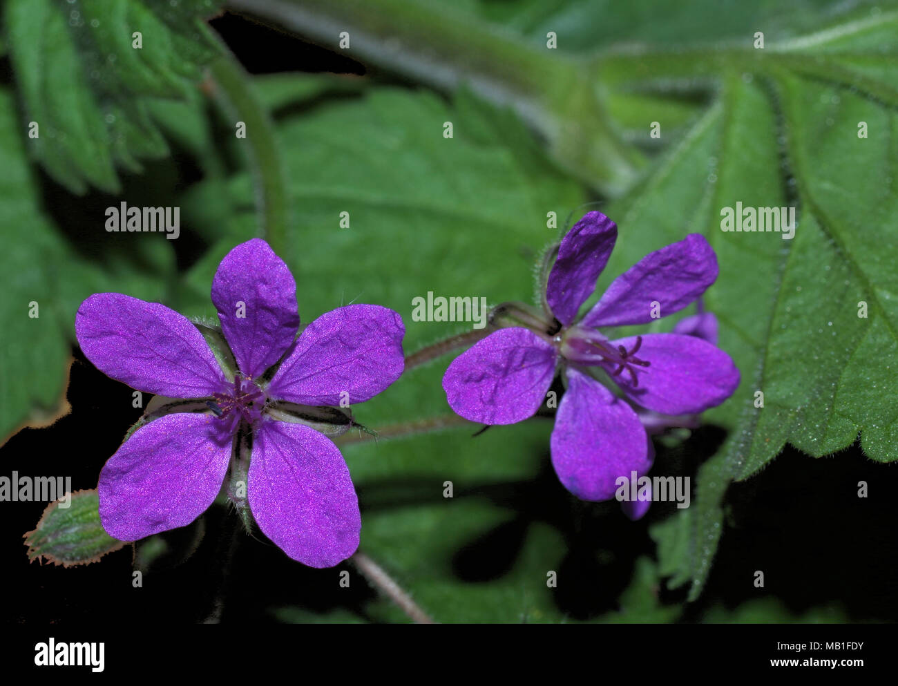 Wild geranium flowering (geranium molle) close-up Stock Photo - Alamy