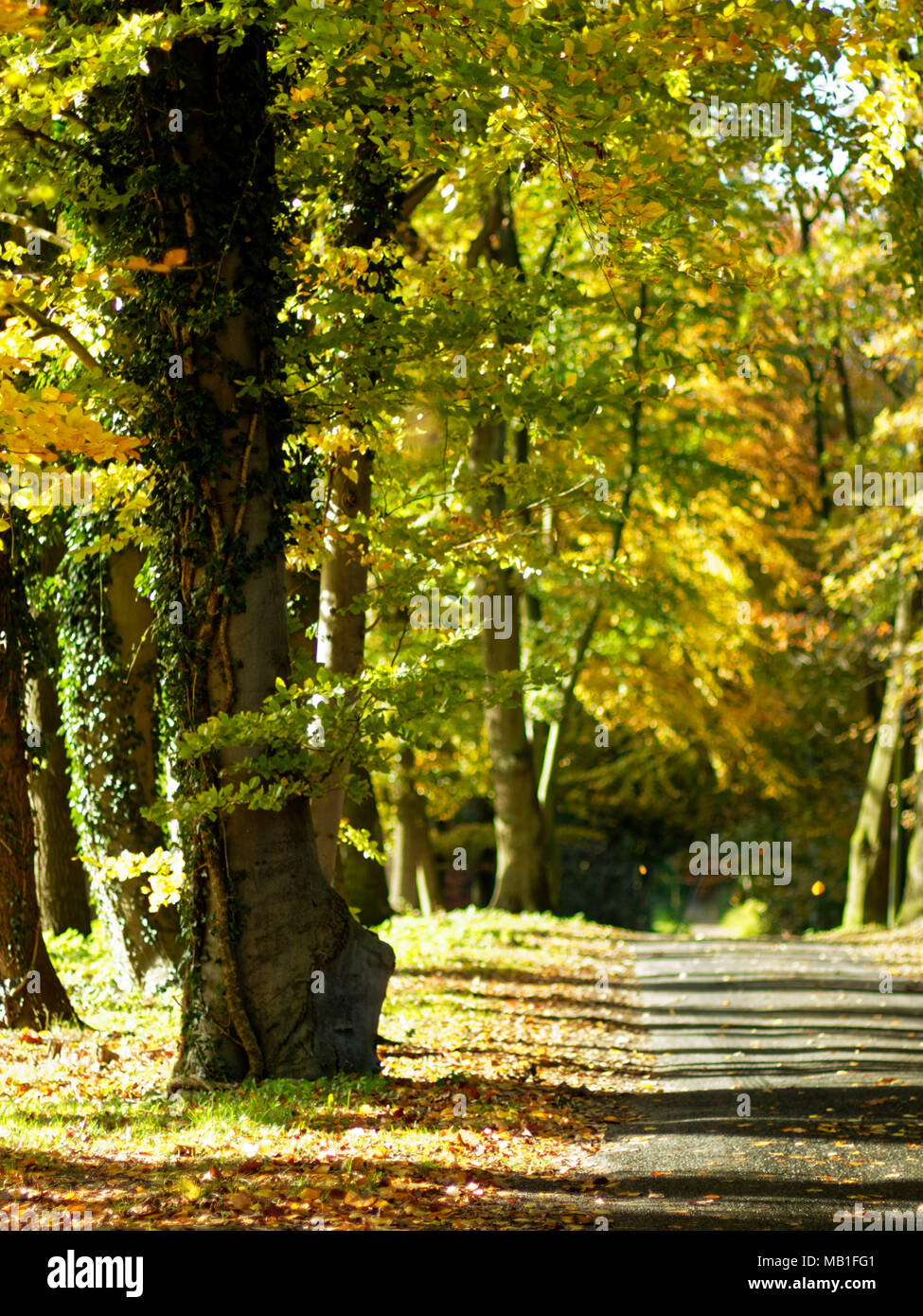 Depth field foliage trees hi-res stock photography and images - Alamy