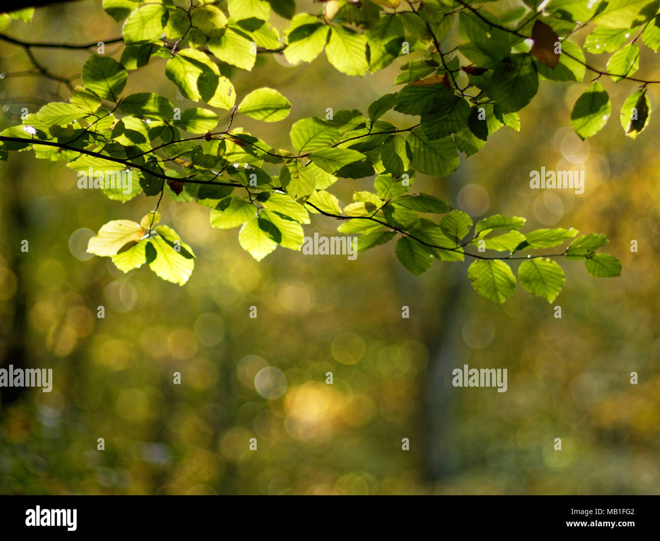 Beech branch blurred background hi-res stock photography and images - Alamy