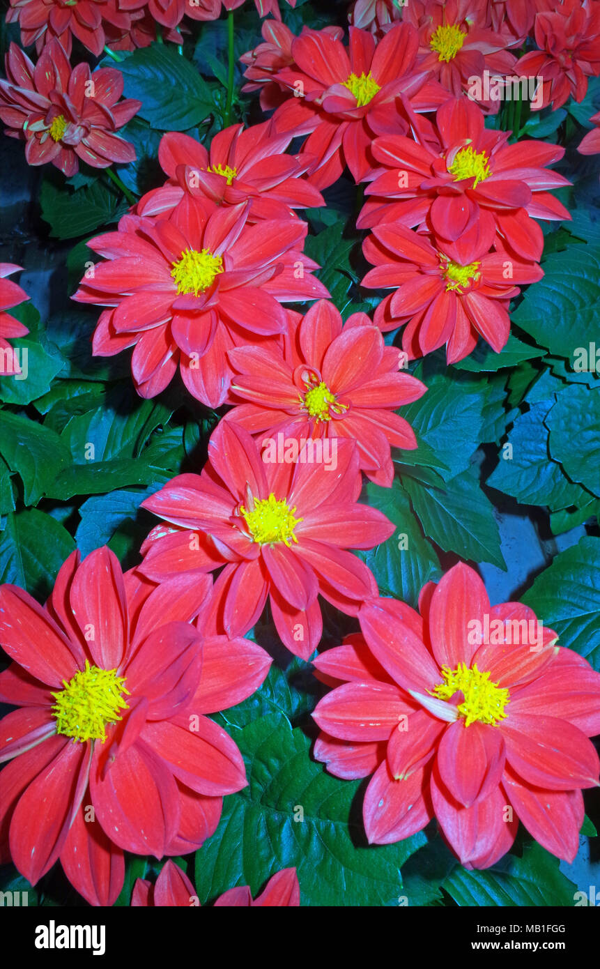 Dalia close up hi-res stock photography and images - Alamy
