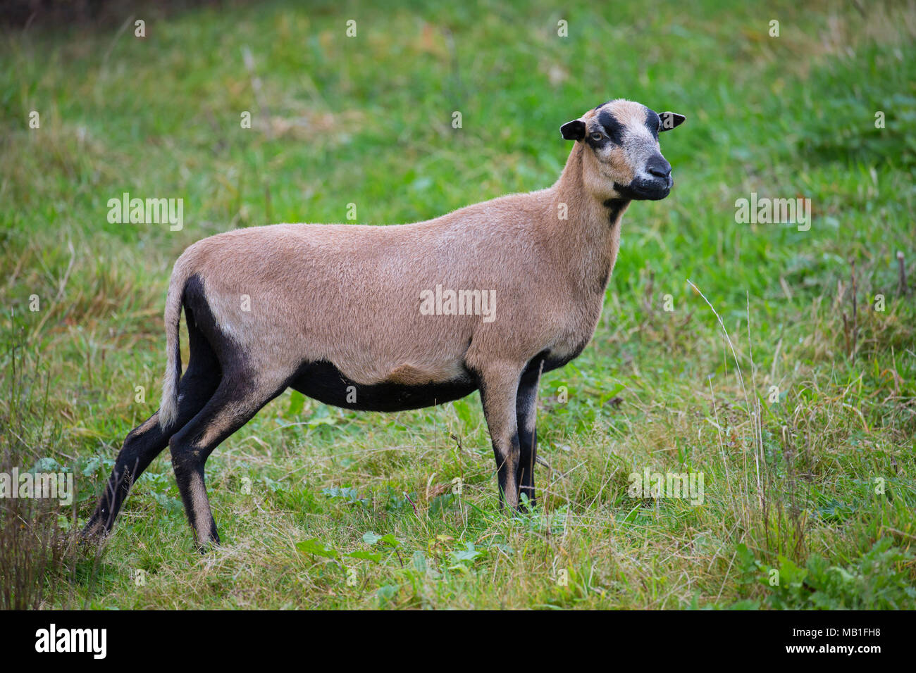 African breed hi-res stock photography and images - Alamy