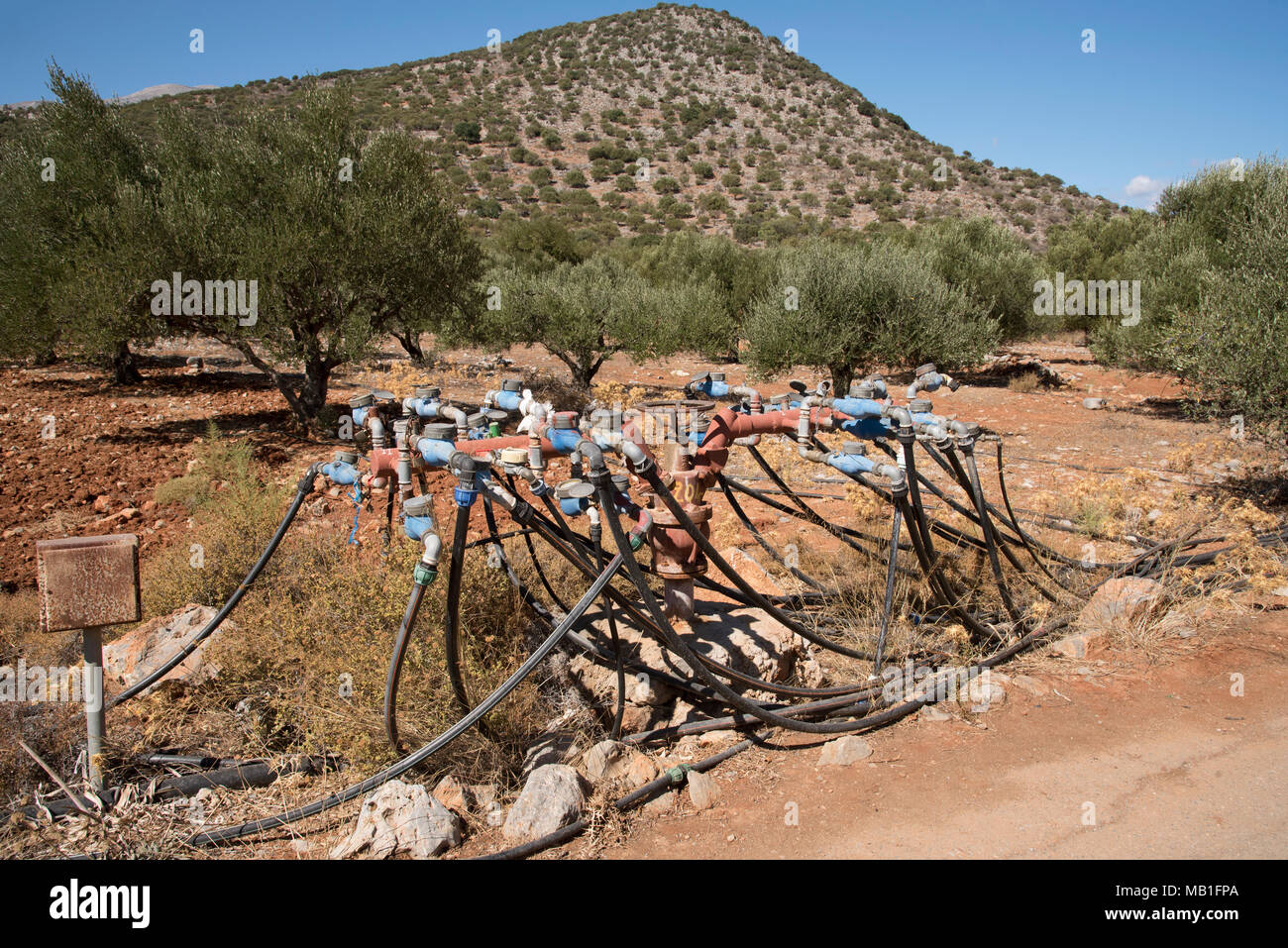 Olive tree irrigation hi-res stock photography and images - Alamy