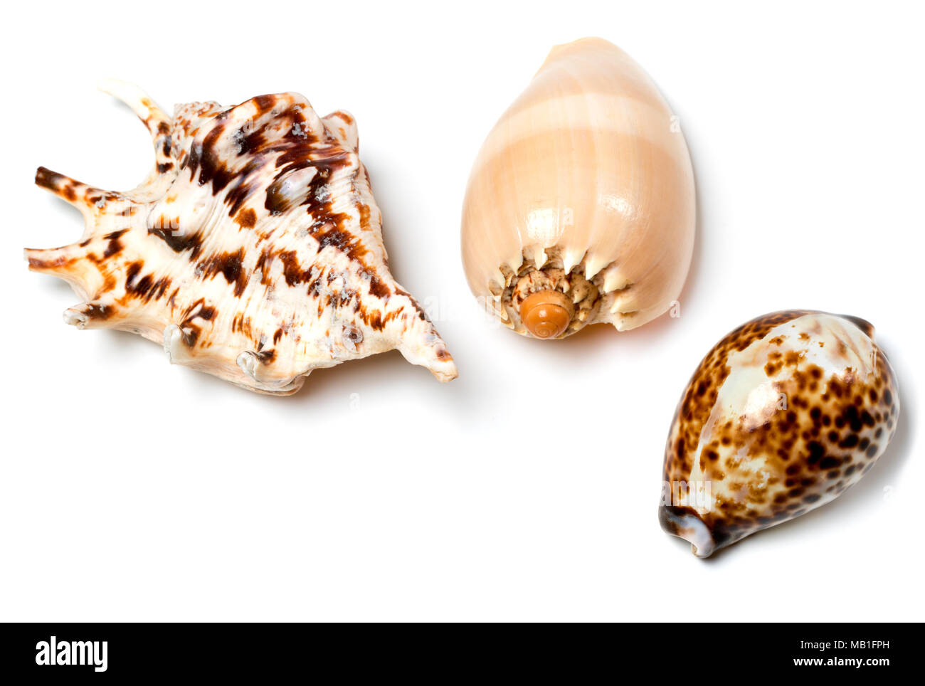 Three exotic seashells isolated on white background Stock Photo - Alamy