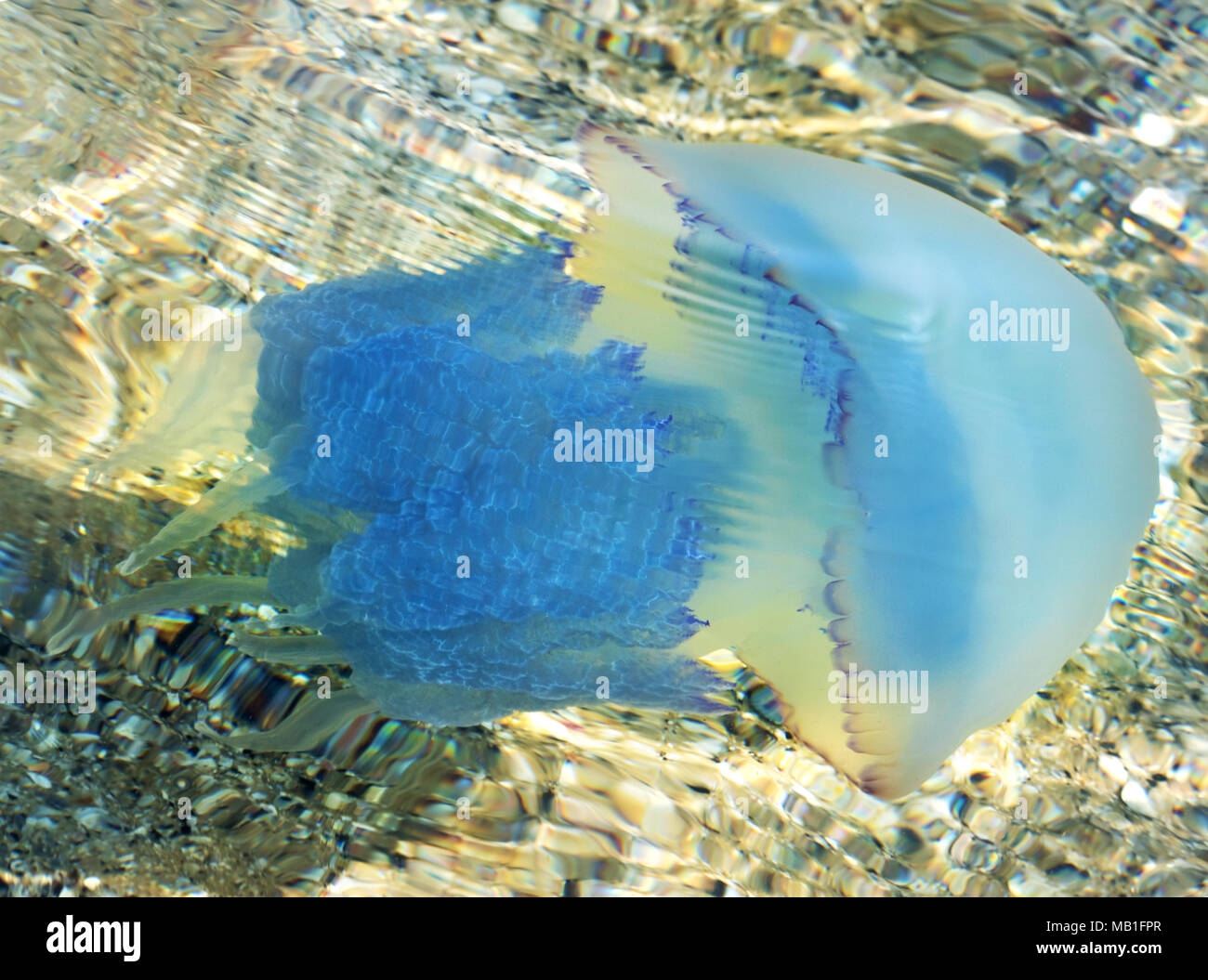 Jellyfish (Rhizostomae) swim in sea at nice sun summer day. Close-up ...