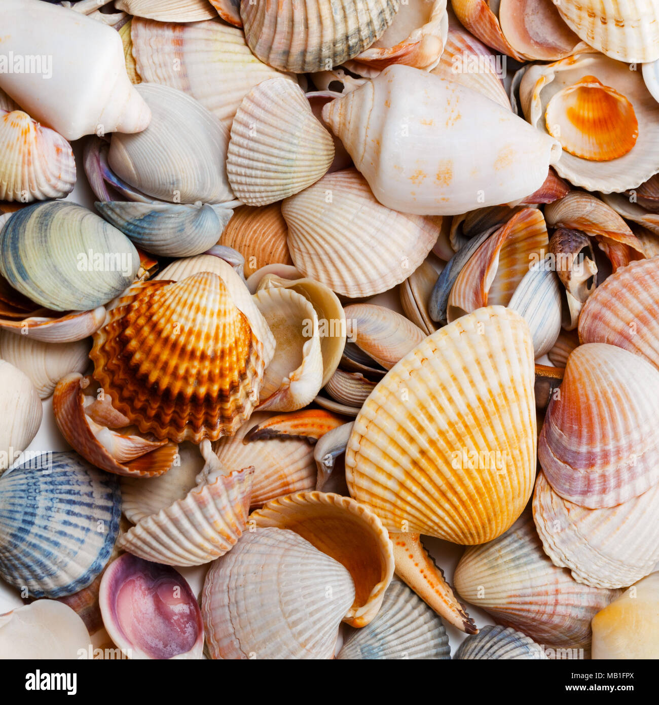 Variety of seashells in sun summer day. Natural background Stock Photo ...
