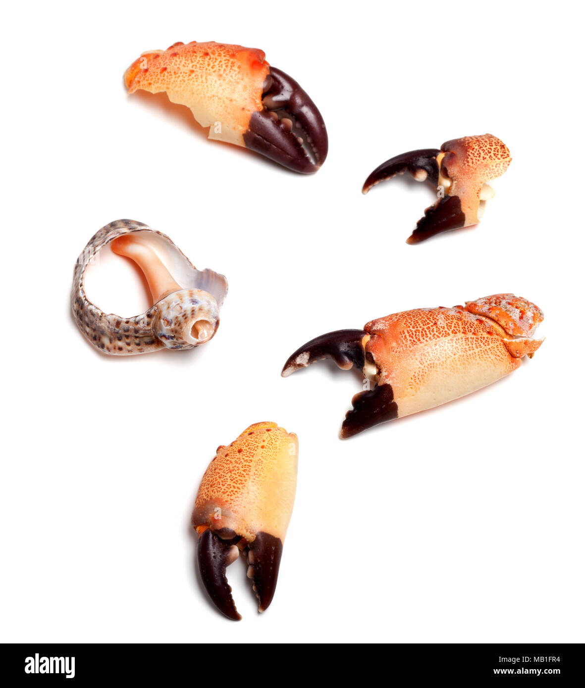 Cooked pincers from crab and empty broken rapana shell isolated on ...