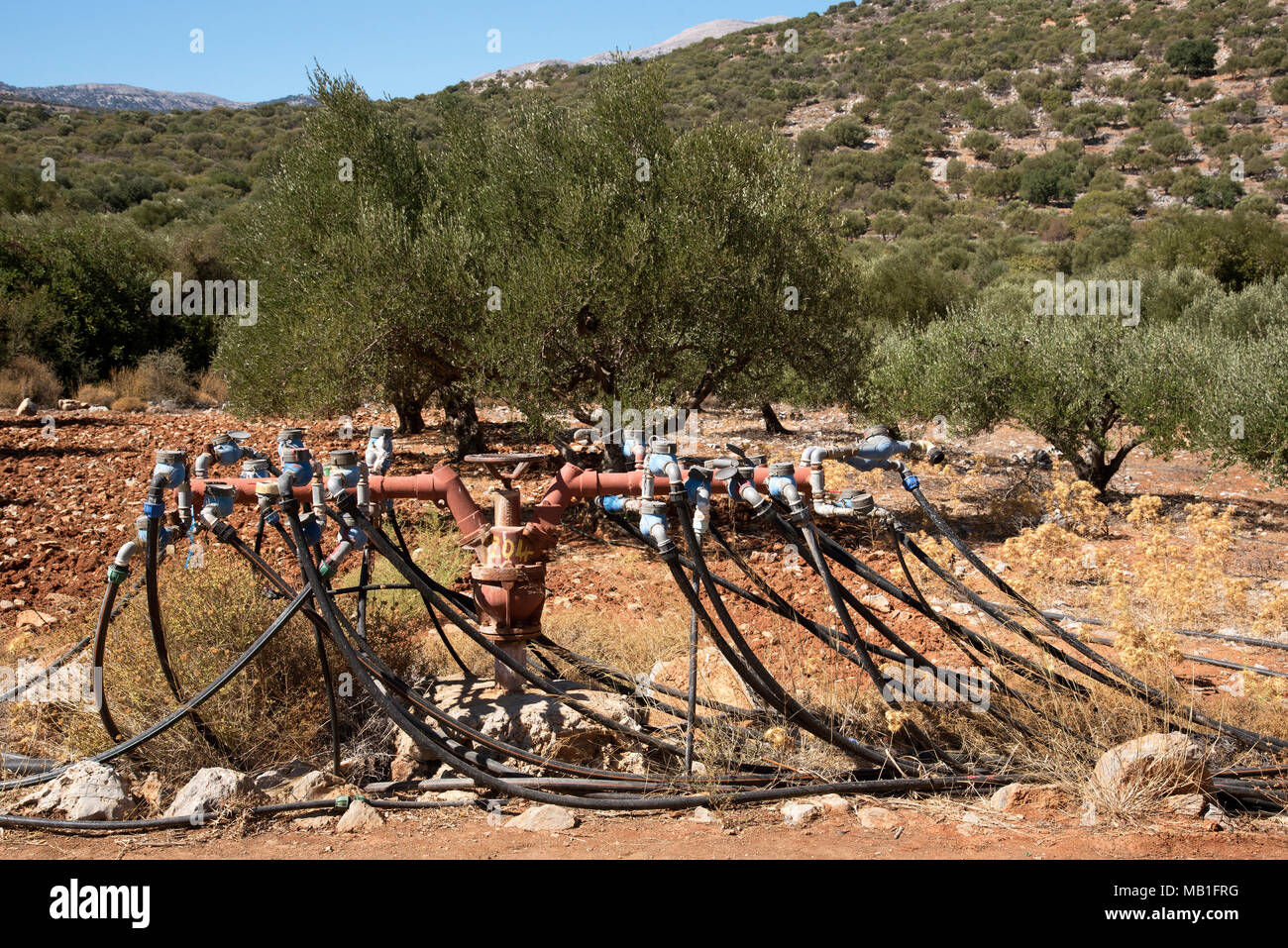 Olive tree irrigation hi-res stock photography and images - Alamy