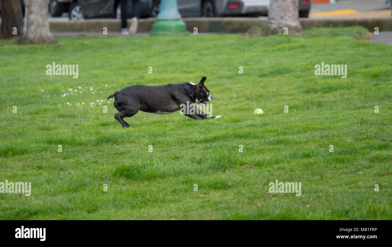Do Boston Terriers Like To Play Fetch