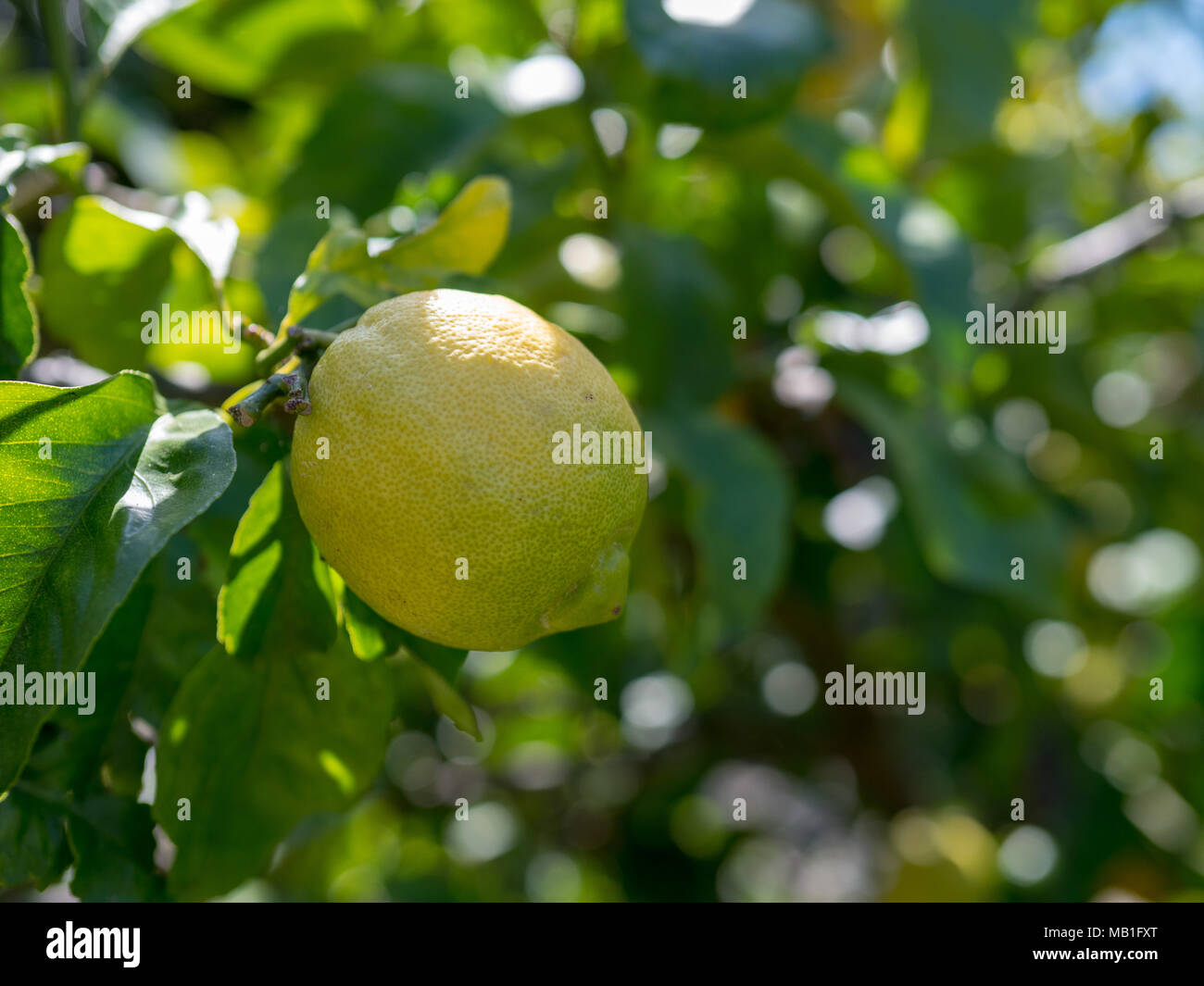 Close up of lemon hanging off of tree ready for harvest outdoors Stock ...
