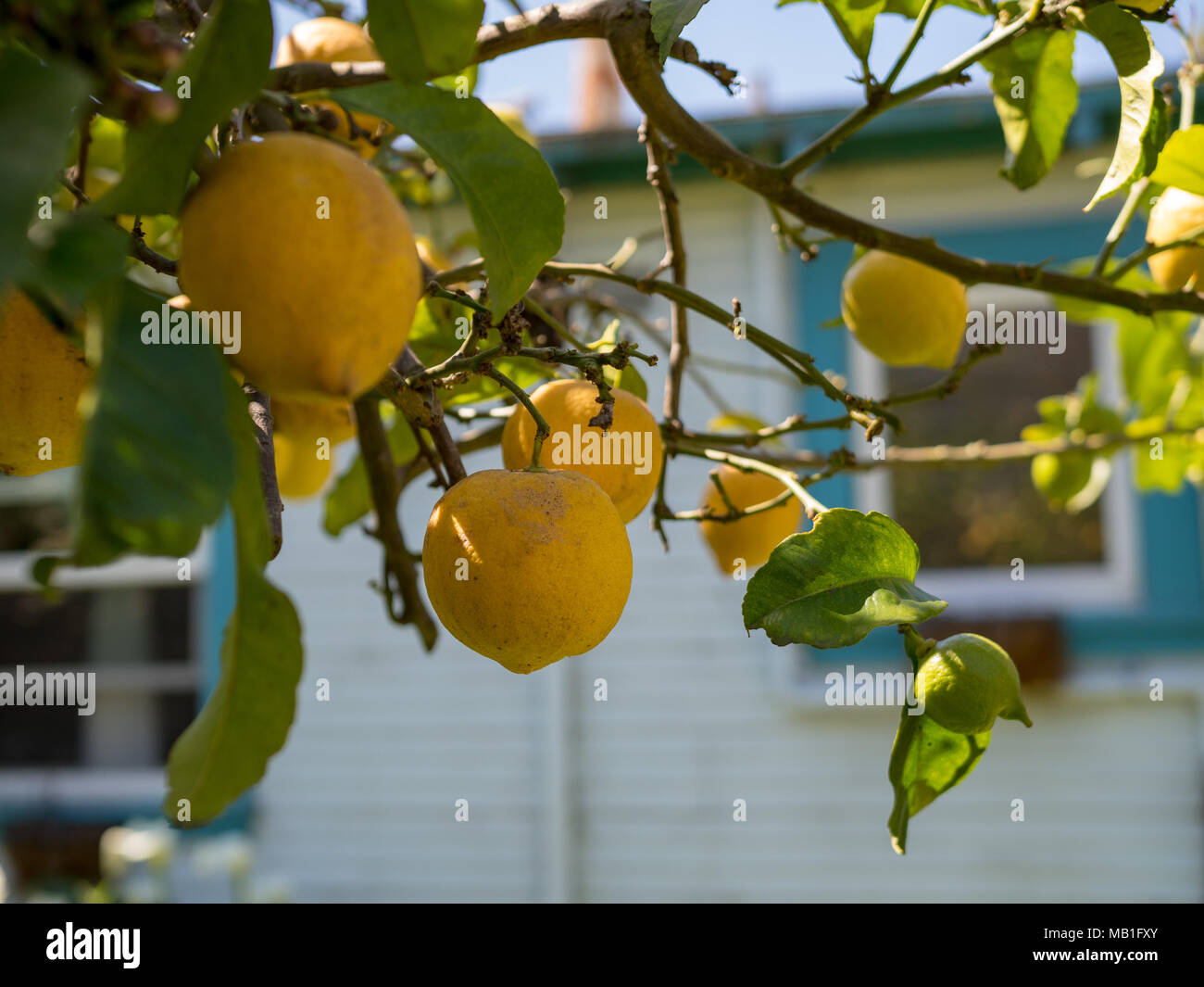 Multiple ripe lemons hanging off of lemon tree ready for harvest Stock ...