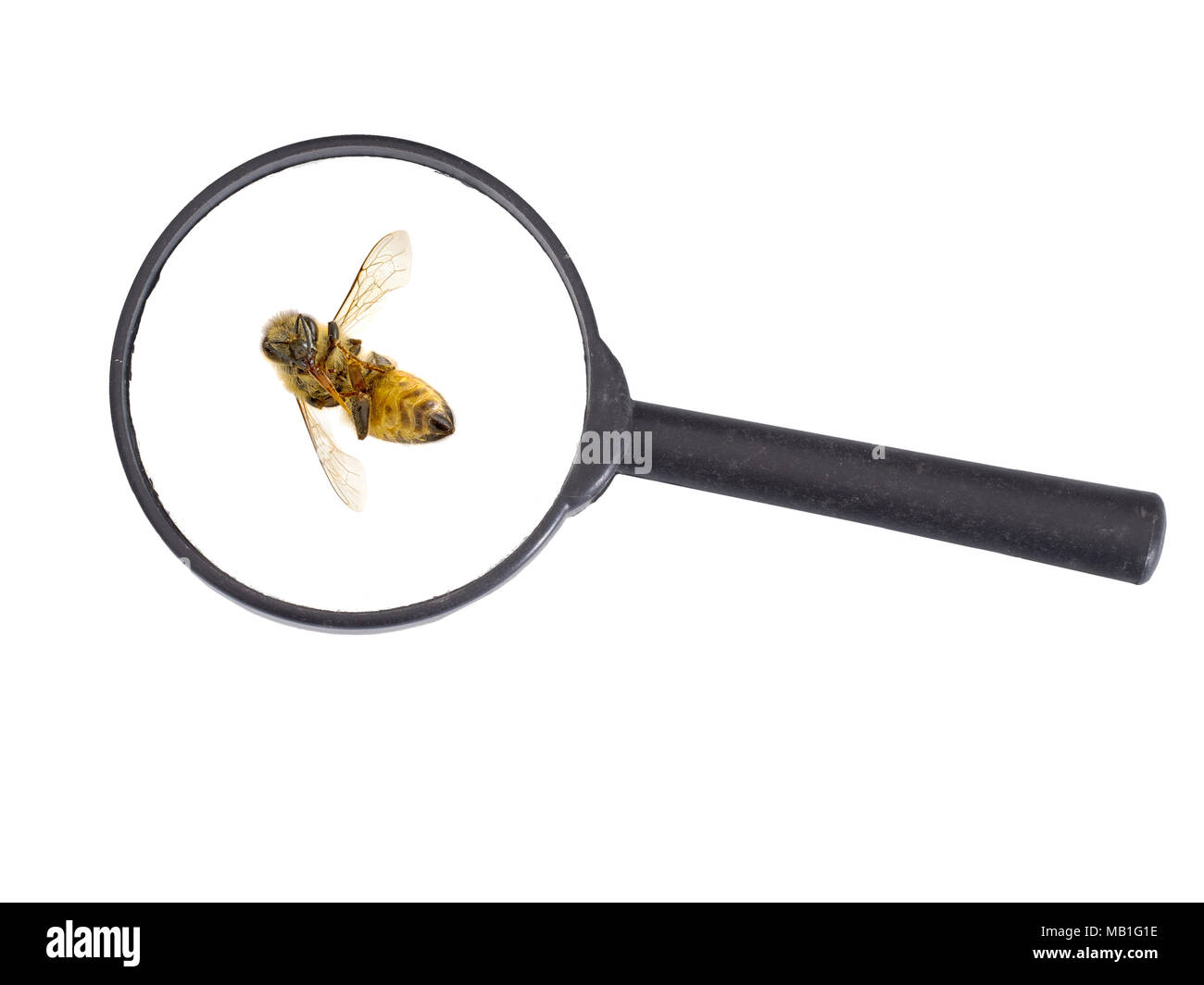 Magnifying glass insect hi-res stock photography and images - Alamy