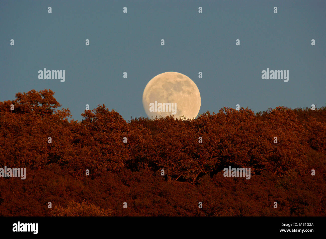 Quercus liex hi-res stock photography and images - Alamy