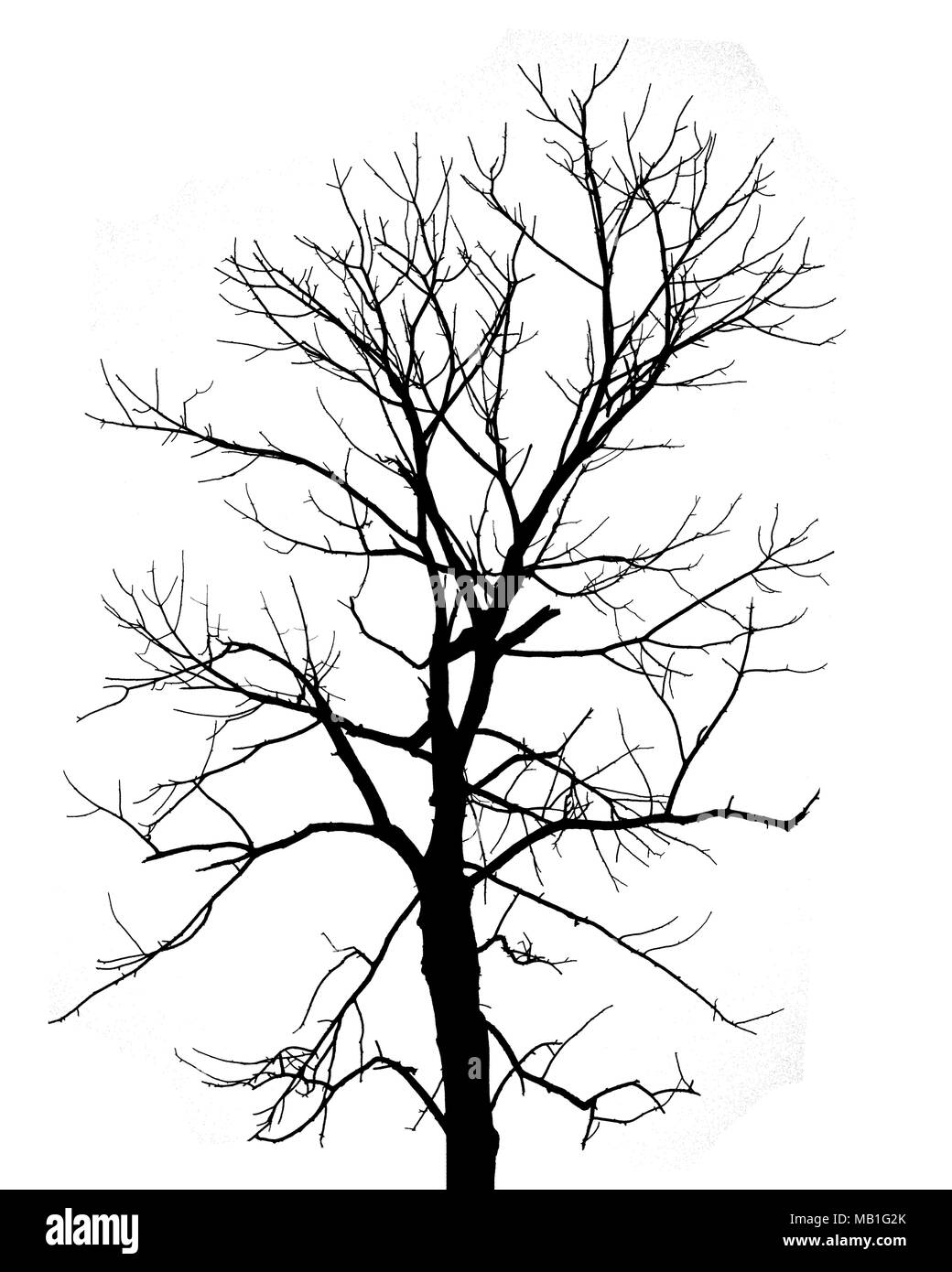 Black tree silhouette vector image hi-res stock photography and images ...
