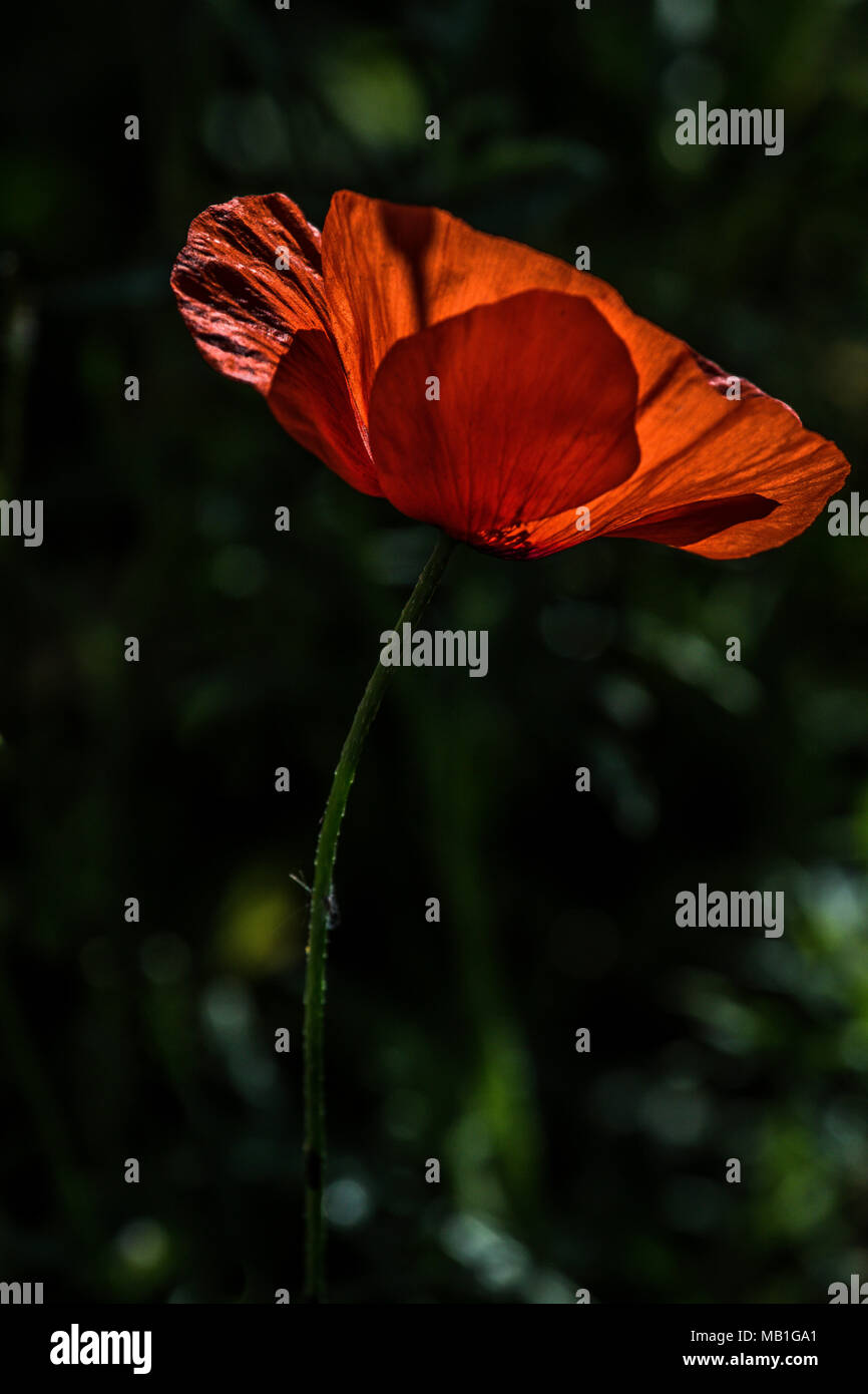 Pomme singer hi-res stock photography and images - Alamy