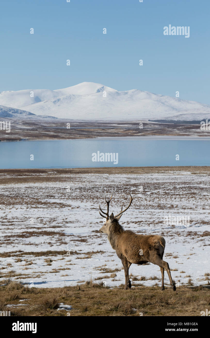 Red deer stag scotland winter hi-res stock photography and images - Alamy