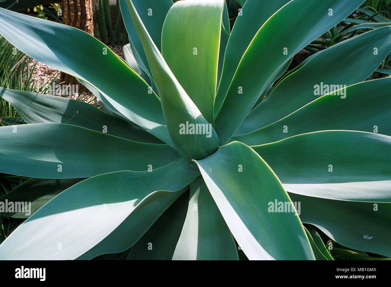 Agave plant in Tuscany, Italy in 2004 Stock Photo - Alamy