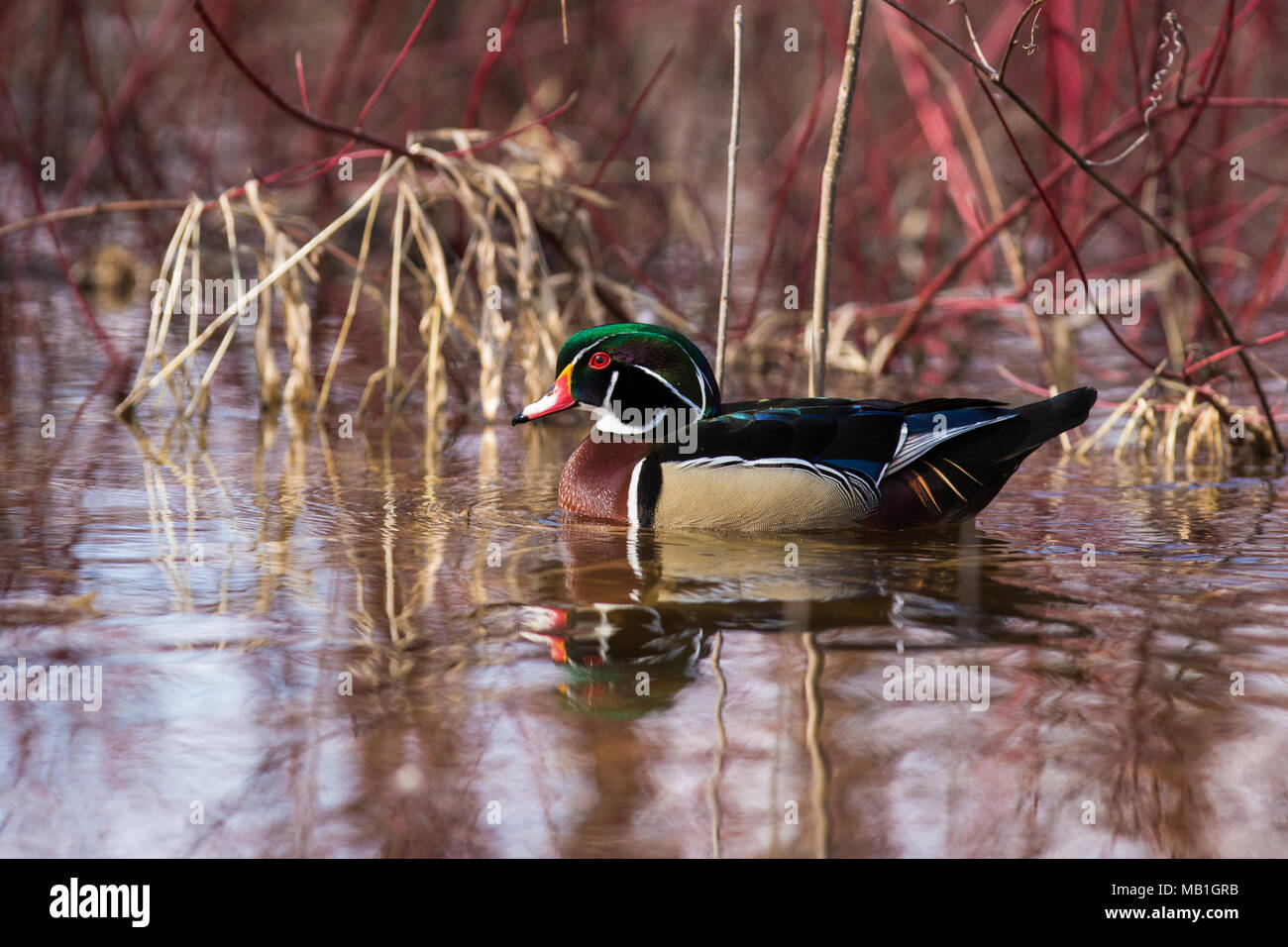 Wood ducks in spring Stock Photo - Alamy